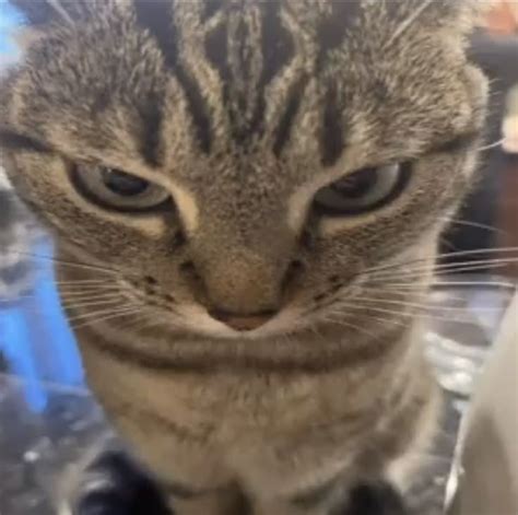 Silly Images On Twitter Cats Funny Cute Cats Silly Cats Pictures