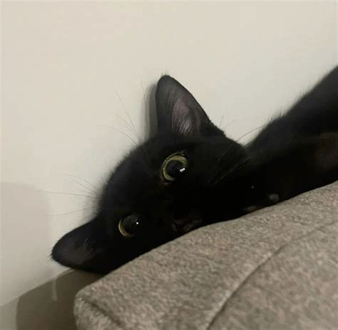 320 Black Cat Meme Ideas To Save Today Black Cat Cute Cats Cute
