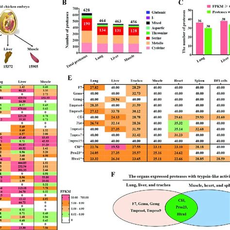 Protease Transcriptome Analysis Of The Lung Liver And Muscle Tissues