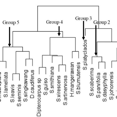 Dendrogram From Hierarchical Clustering Of Dipterocarps Species Trial