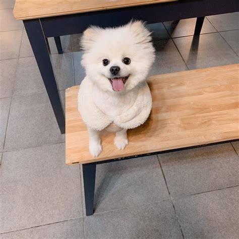 폼피츠 웅이 강아지 책임분양 ♥ 강아지•고양이입양 강아지보호소 고양이보호소 무료분양 아이조아보호소