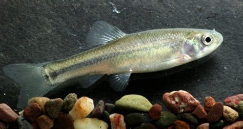 Bullhead Minnow