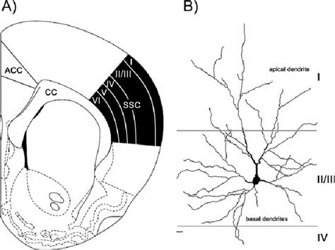 A SCHEMATIC DRAWING OF A CORONAL SECTION THROUGH THE RAT PREFRONTAL
