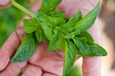 Ruba Un Vaso Di Basilico Da Un Cortile Privato Condannato A 9 Mesi