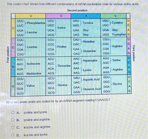 This Codon Chart Shows How Different Combinations Of Mrna Nucleotides Code For Various Amino