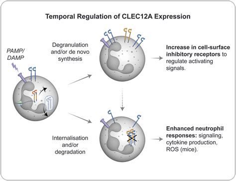 Importance Of Clec12a Expression In Regulation Of Neutrophil Function