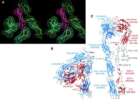 Crystal Structure Of The Extracellular Segment Of Integrin αvβ3 Science