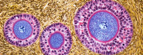 Ovulation Induction Patient Education Ucsf Health