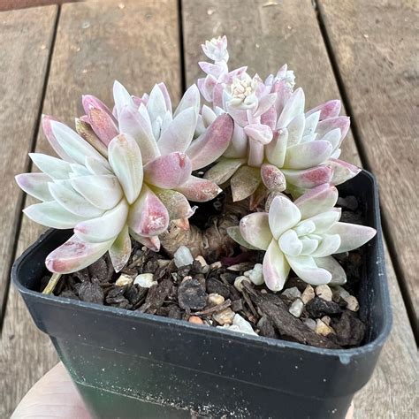 0310 Dudleya Greenei White Sprite Bella Succulent Garden
