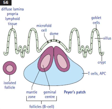 L3 L4 Cells And Tissues Of The Immune System Flashcards Quizlet