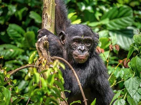 Congo Basin Programme Synchronicity Earth