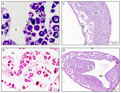 Conservation And Diversity In Expression Of Candidate Genes Regulating Socially Induced Female