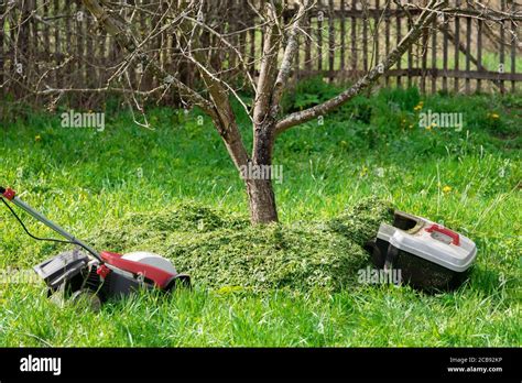 Fertilization Of The Soil Around A Fruit Tree With Trimmed Grass Stock Photo Alamy