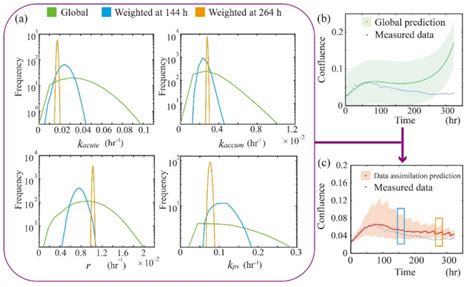 a data assimilation framework to predict the response of glioma cells