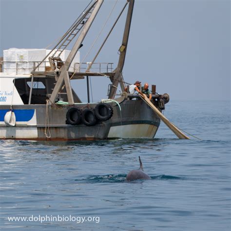Dolphin Biology And Conservation Opportunistic Foraging