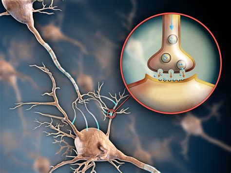 Neurotransmitter Testing Dr Robert Brody S Approach To Mental Health