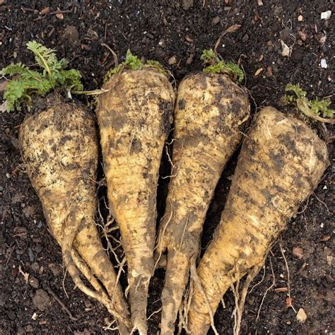 Hollow Crown Parsnip Vegetable Seeds For Planting