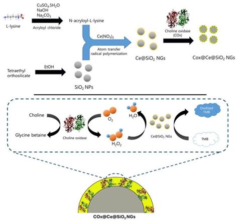 Choline Oxidase Incorporated Atrp Based Cerium Nanogels As Nanozymes For Colorimetric Detection