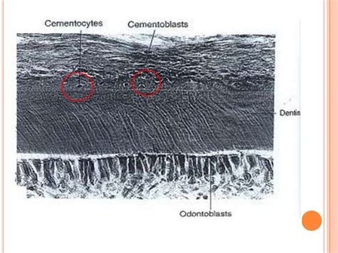 Cementum