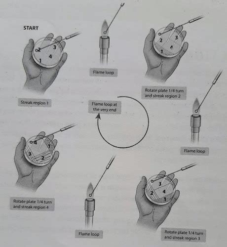 Lab Methods Of Isolation And Enumeration Of Bacteria Flashcards Quizlet