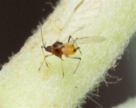 Id Help Please Bugguide Net