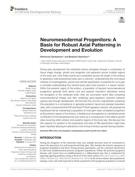 Pdf Neuromesodermal Progenitors A Basis For Robust Axial Patterning In Development And Evolution