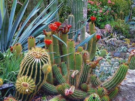 11 Ways To Use Cactus To Enhance Your Landscaping