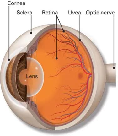 Eye Anatomy 101 Montgomery Eye Physicians