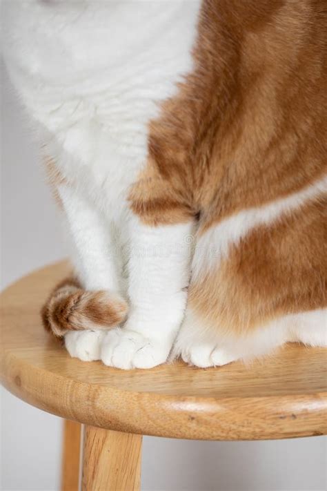 Cats Feet Stock Image Image Of Front Foot White Animal 2940749