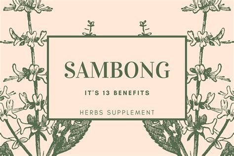 Herbs Supplement Sambong [13 Health Benefits] By Nabilah Rahmat Medium