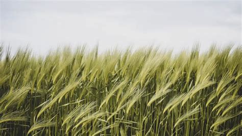 What Is Processing In Agriculture Agruculture Lore
