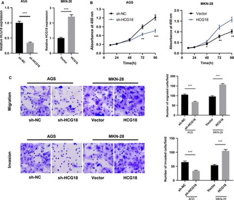 Cancer Medicine Vol 9 No 18