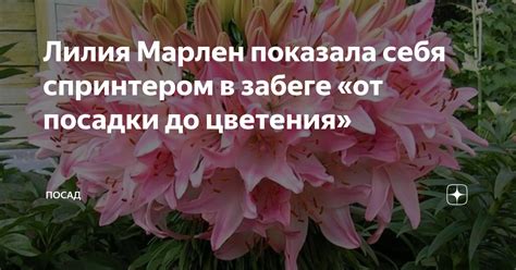 Лилия Марлен показала себя спринтером в забеге «от посадки до цветения ...