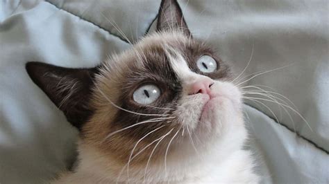 Download Grumpy Cat Background