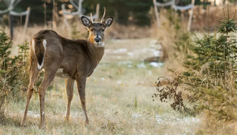 5 Smells That Deer Absolutely Hate And 8 Gentle Ways To Welcome Them In