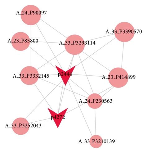 cnc network of lncrna enst00000602322 1 labeled as p2444 circular