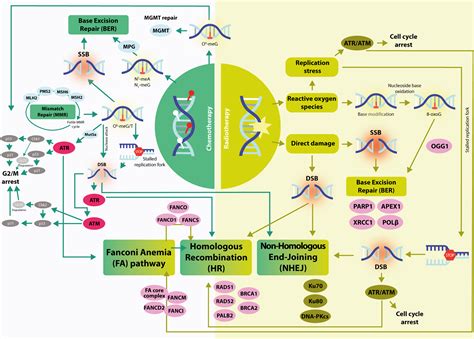 New Perspective On Dna Response Pathway Ddr In Glioblastoma Focus On