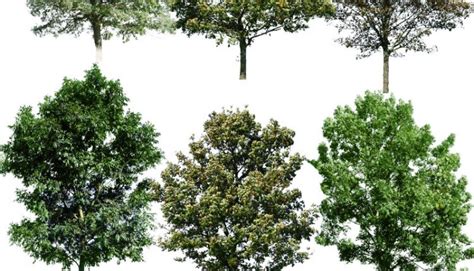 Cutout Trees For Archviz2 Cgtricks