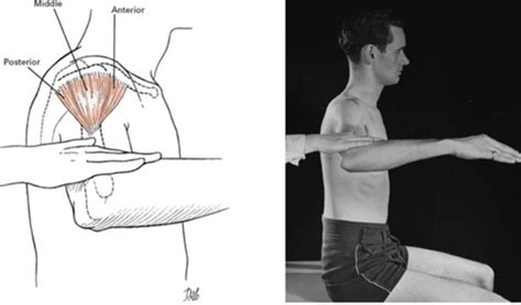 Shoulder Mmt Flashcards Quizlet
