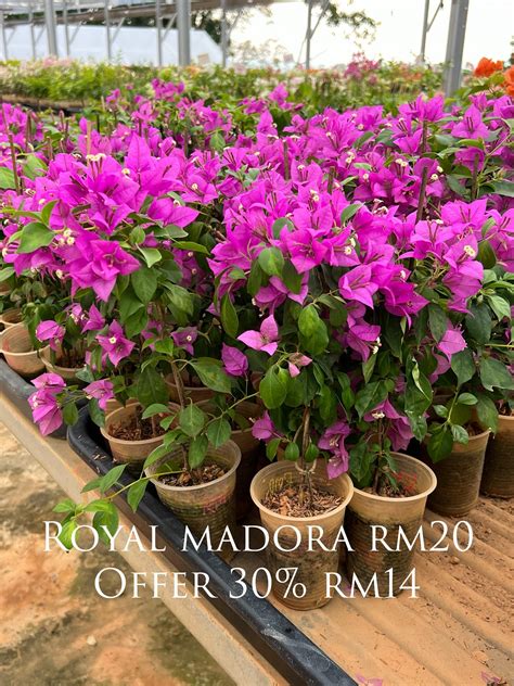 Cralls Garden Bougainvillea Cralls Garden Bougainvillea