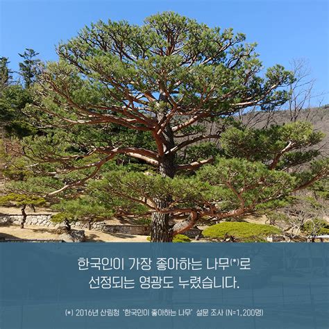 한국의 소나무 Lg재단