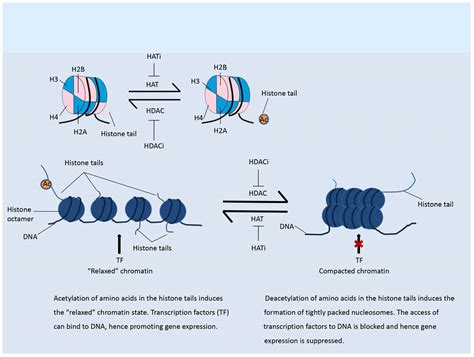 Histone Methylation Gene Expression