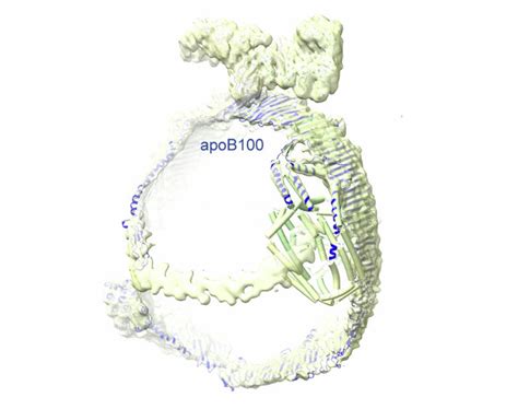 Lipoprotein Structure Gives Insights Into “bad” Cholesterol National