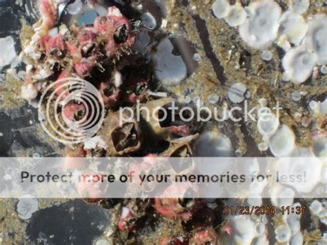 Chip And Debbie Willis On Sv Elegantsea Flopper Stopper Grothoh My