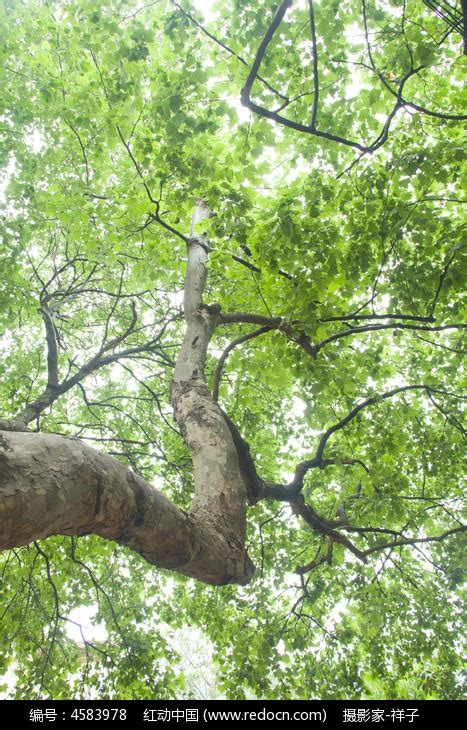 树枝高清图片下载 红动中国