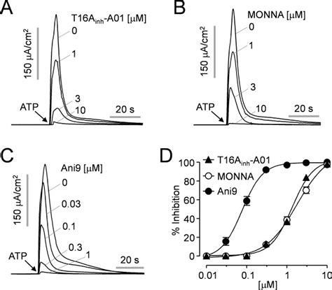 Ani9 A Novel Potent Small Molecule Ano1 Inhibitor With Negligible