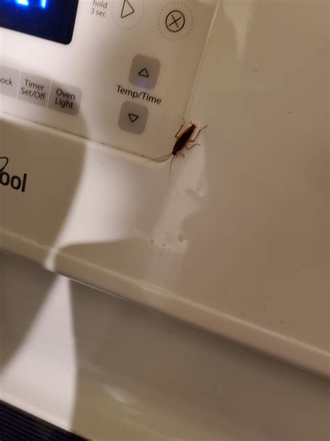 Cockroach In Condo We Just Moved Into Vancouver