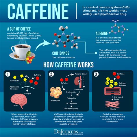 Does Caffeine Raise Estrogen Levels In Males