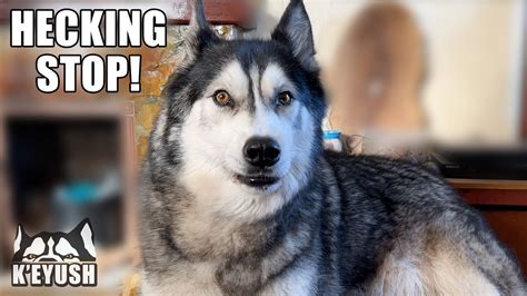 Pissed As Husky Meme