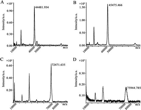 The Results Of Molecular Weight Determination By Maldi Tof Tof Ms The Download Scientific